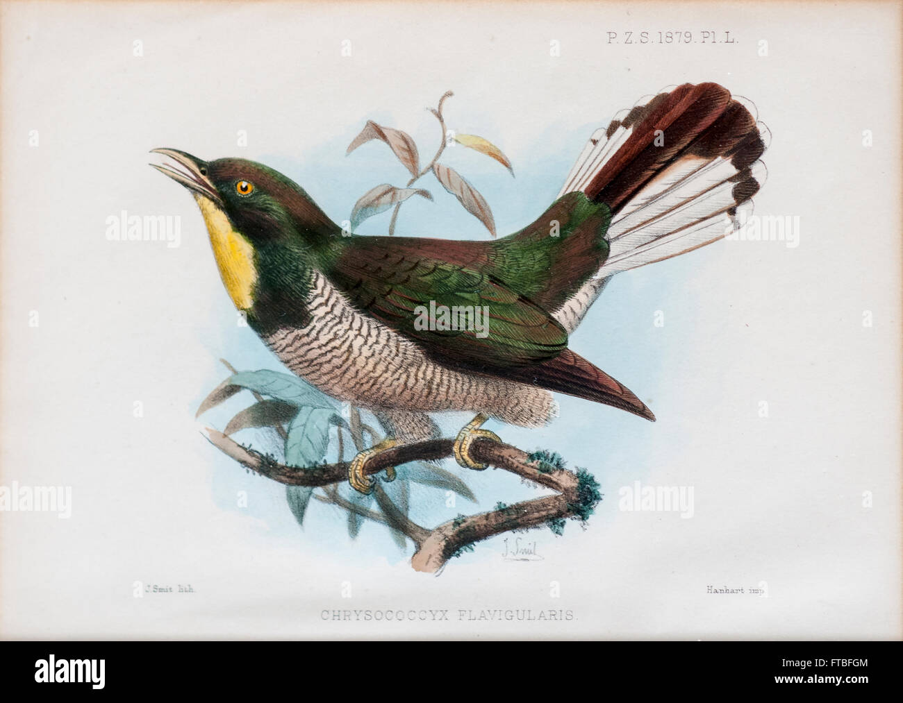 Cuckoo scientific illustration hi-res stock photography and images - Alamy