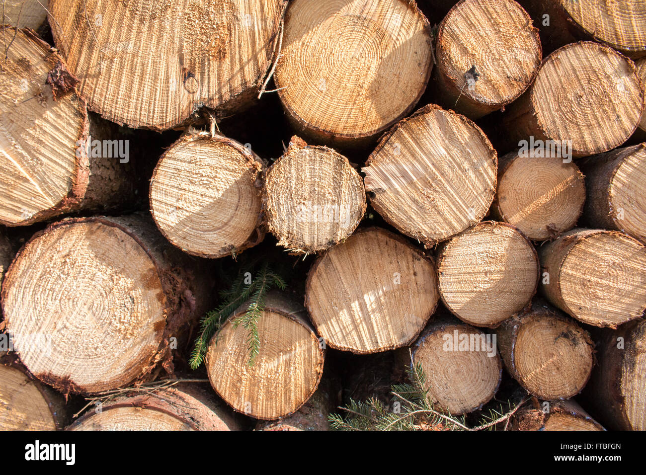 Logs crosscuts on the timber cutting in the forest Stock Photo - Alamy