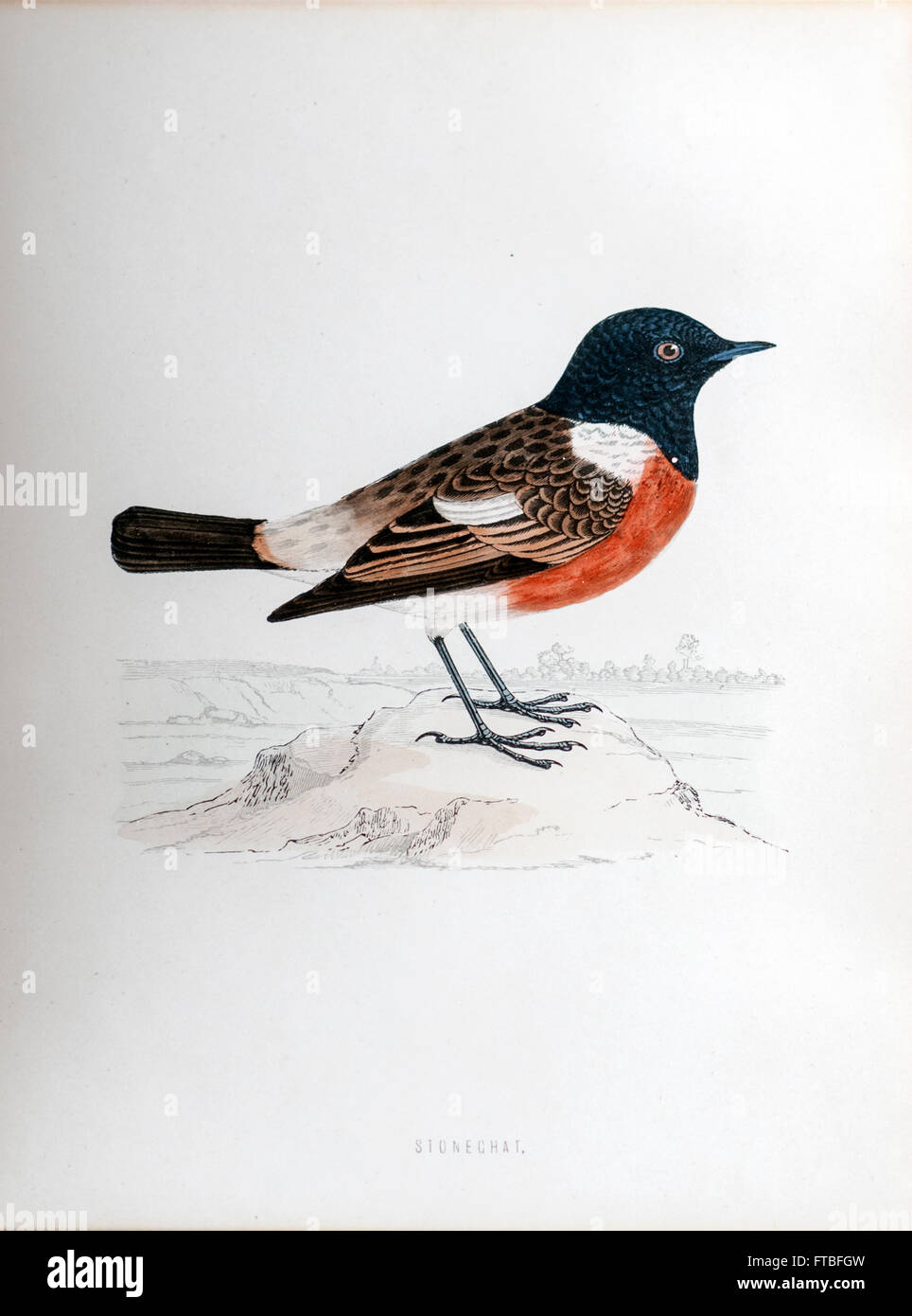 Anatomical drawing 19th century hi-res stock photography and images - Alamy