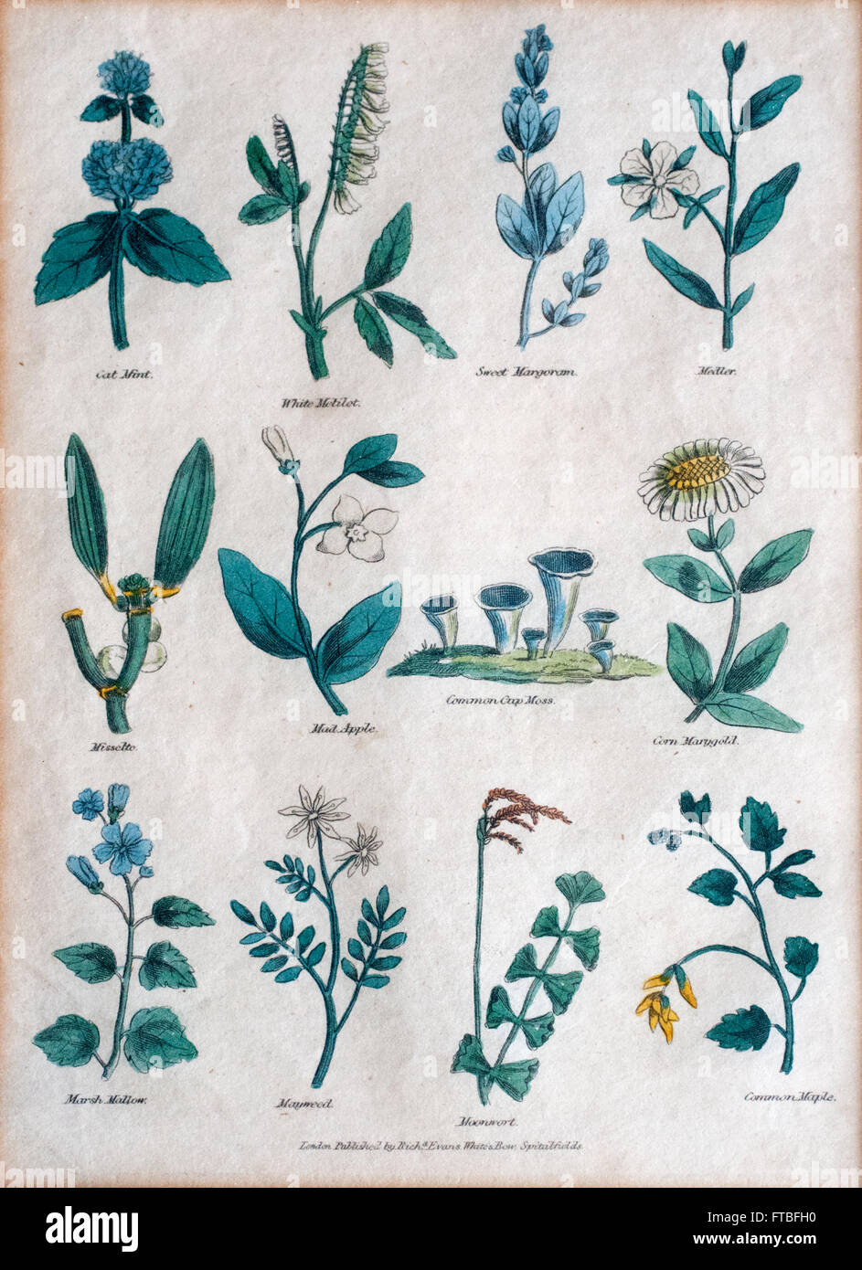 19th century lithography of common flowers and plants 12 different ...