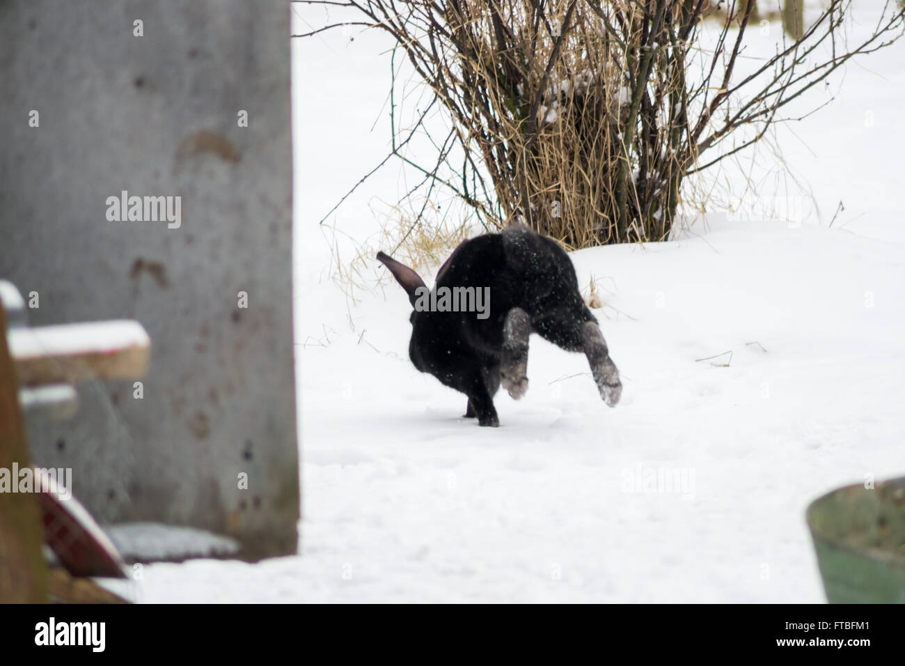 animals pets mammal cute rabbit baby fluffy Stock Photo - Alamy