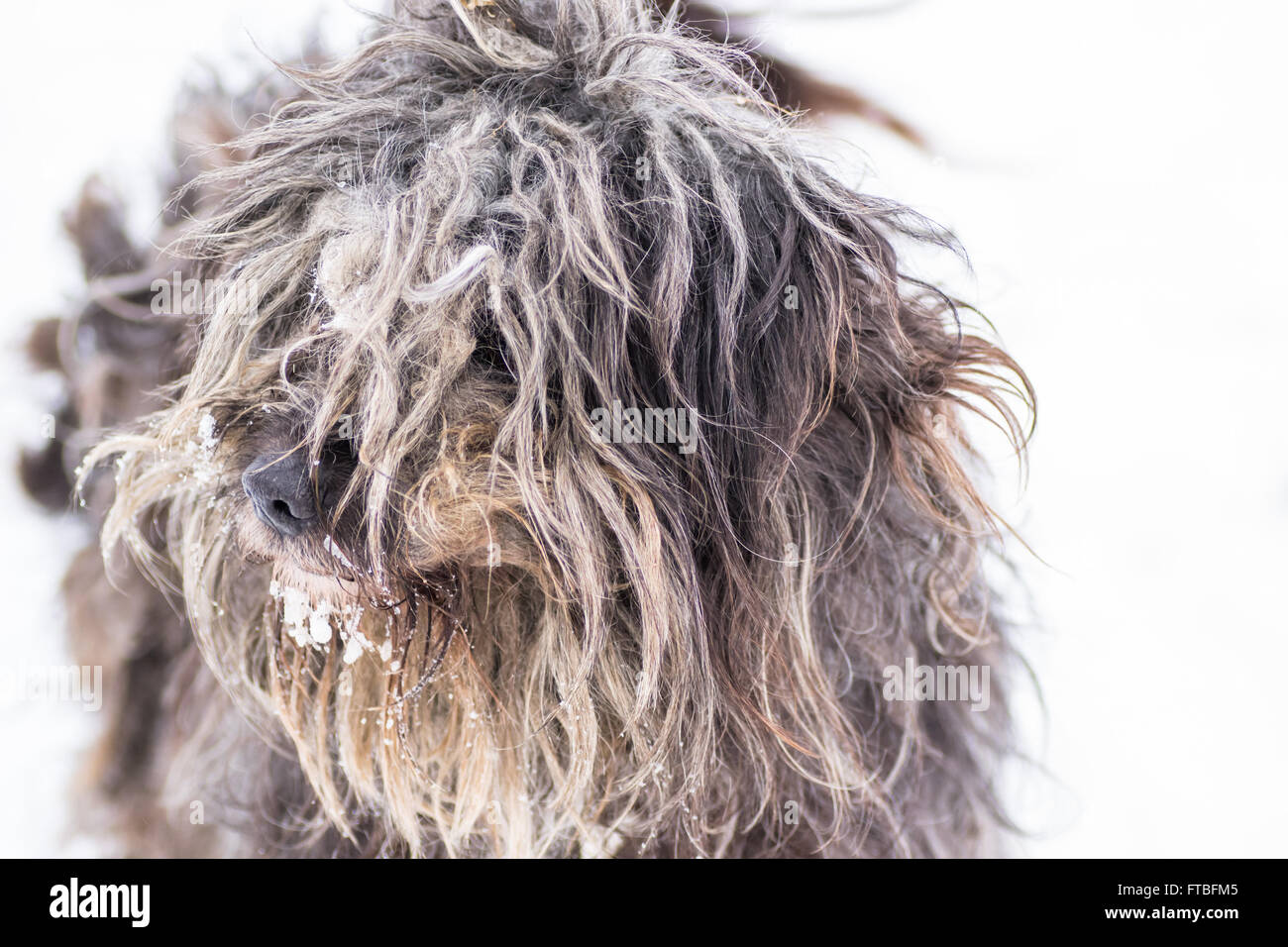 pets shaggy dog white animal animals out background Stock Photo - Alamy