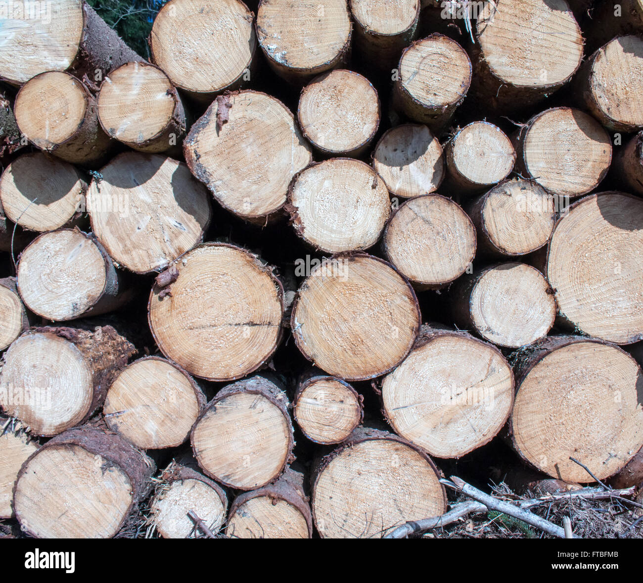 Logs crosscuts on the timber cutting in the forest Stock Photo - Alamy