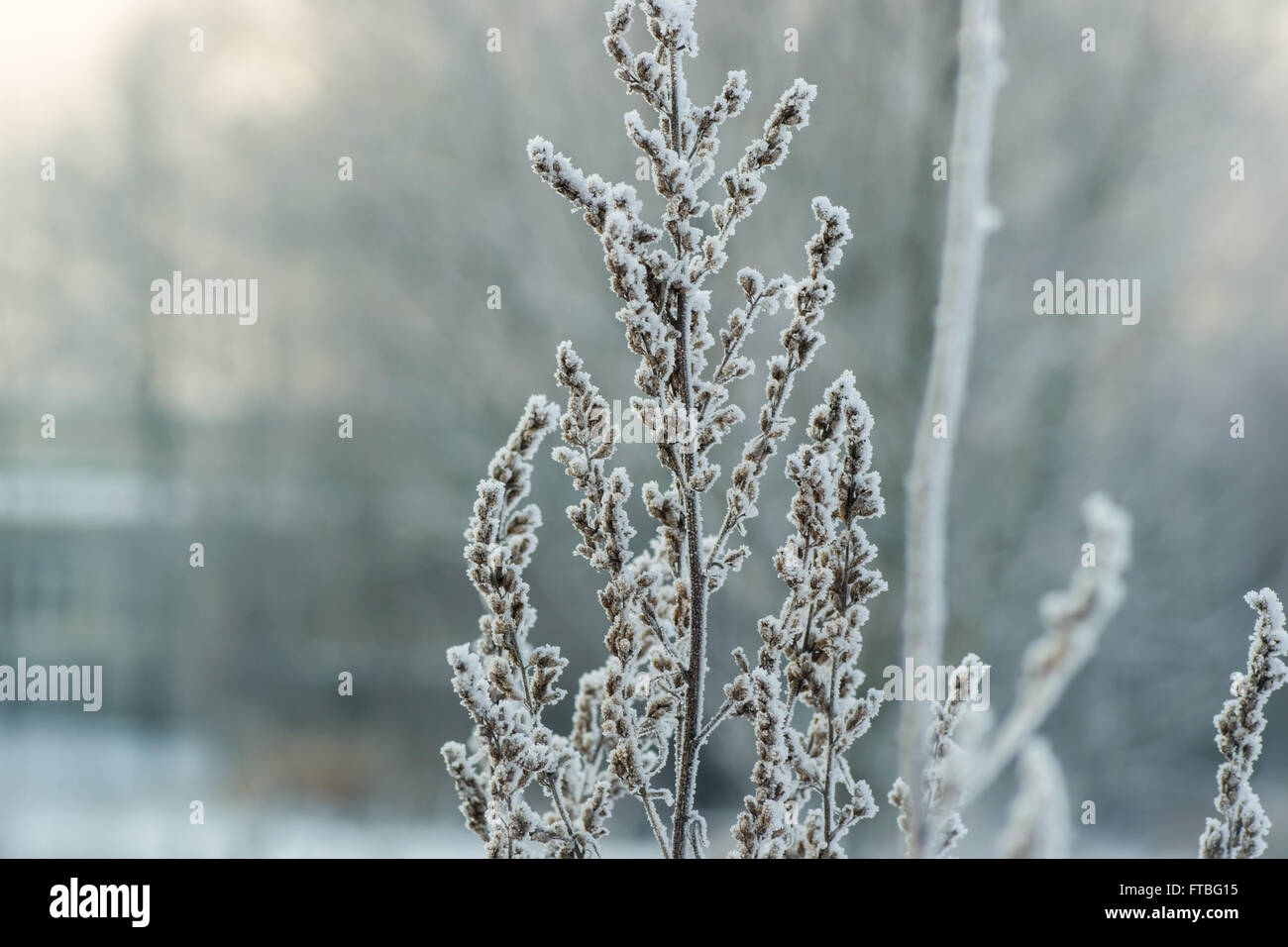 winter snow nature background frost landscape forest ice Stock Photo ...