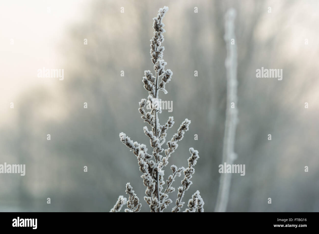 winter snow nature background frost landscape forest ice Stock Photo ...