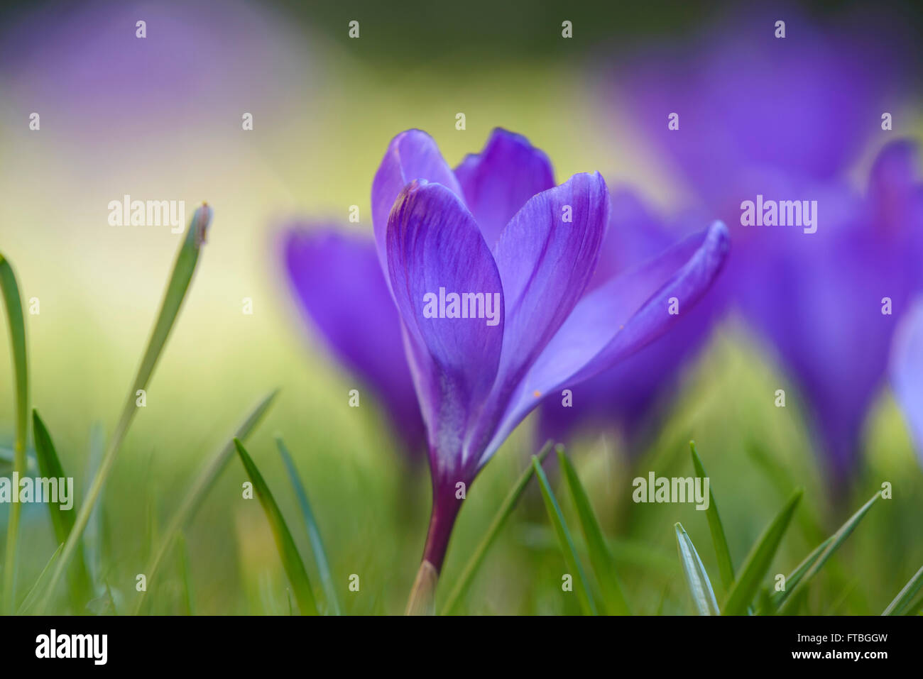 Blue crocus hi-res stock photography and images - Alamy