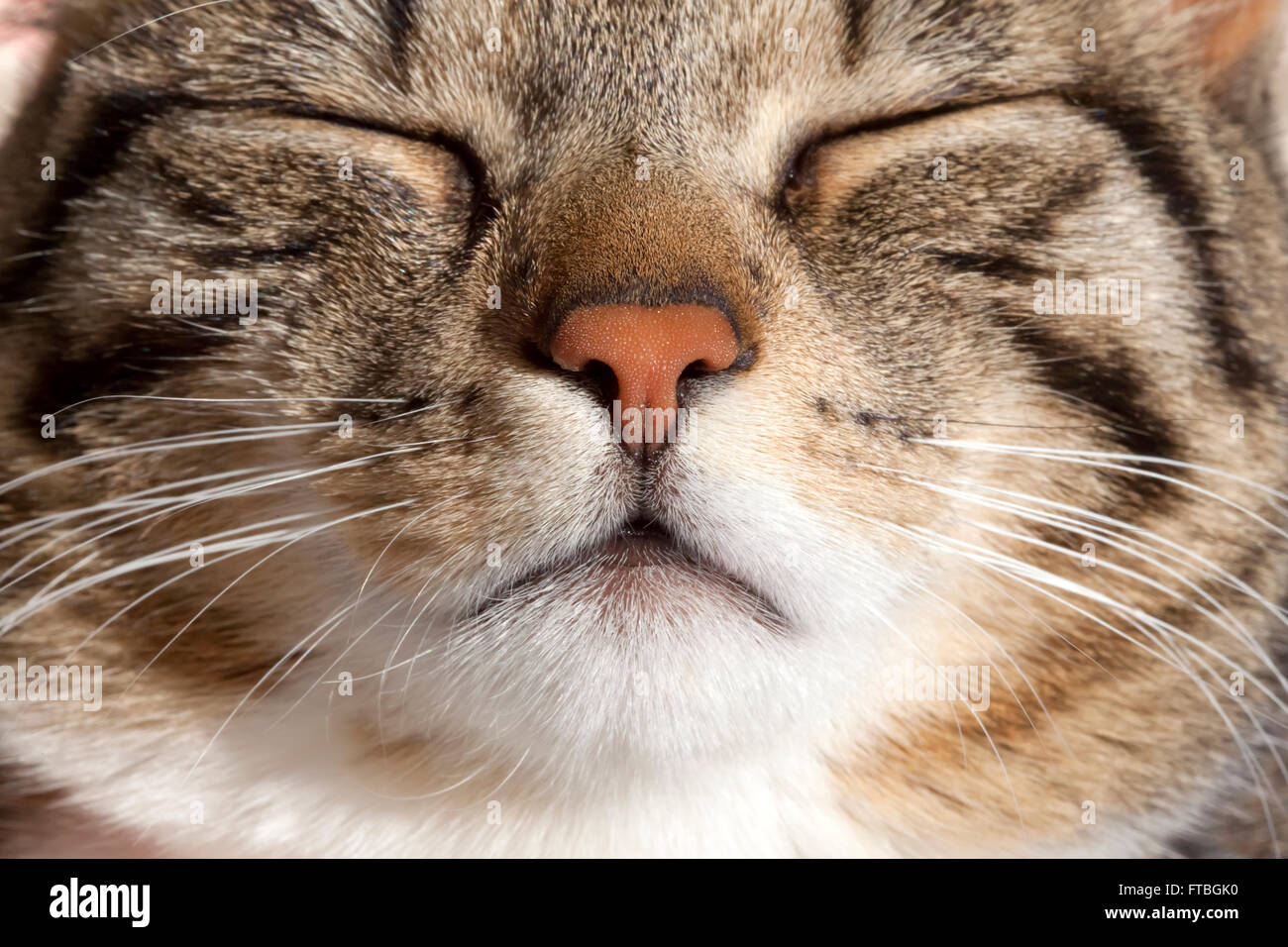 Domestic Cat, sleeping, portrait Stock Photo - Alamy