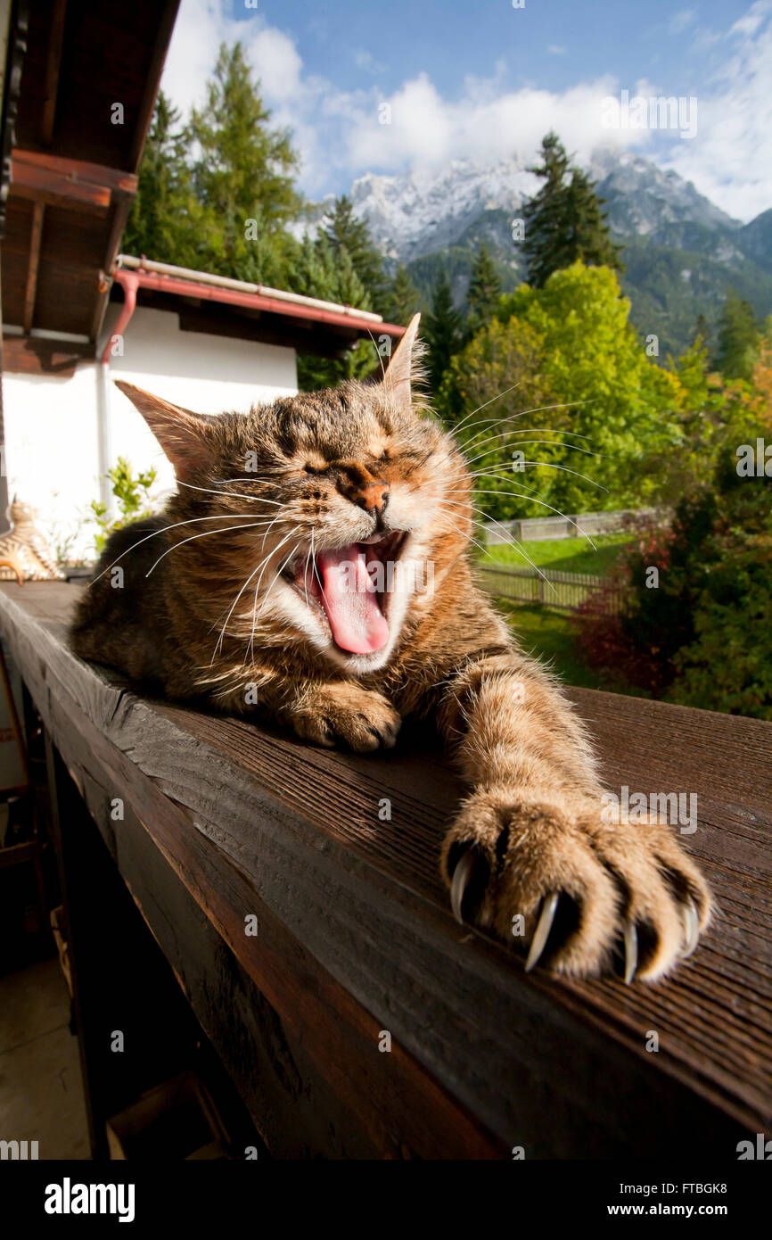 Domestic Cat stretching on a balcony, Mittenwald Stock Photo - Alamy