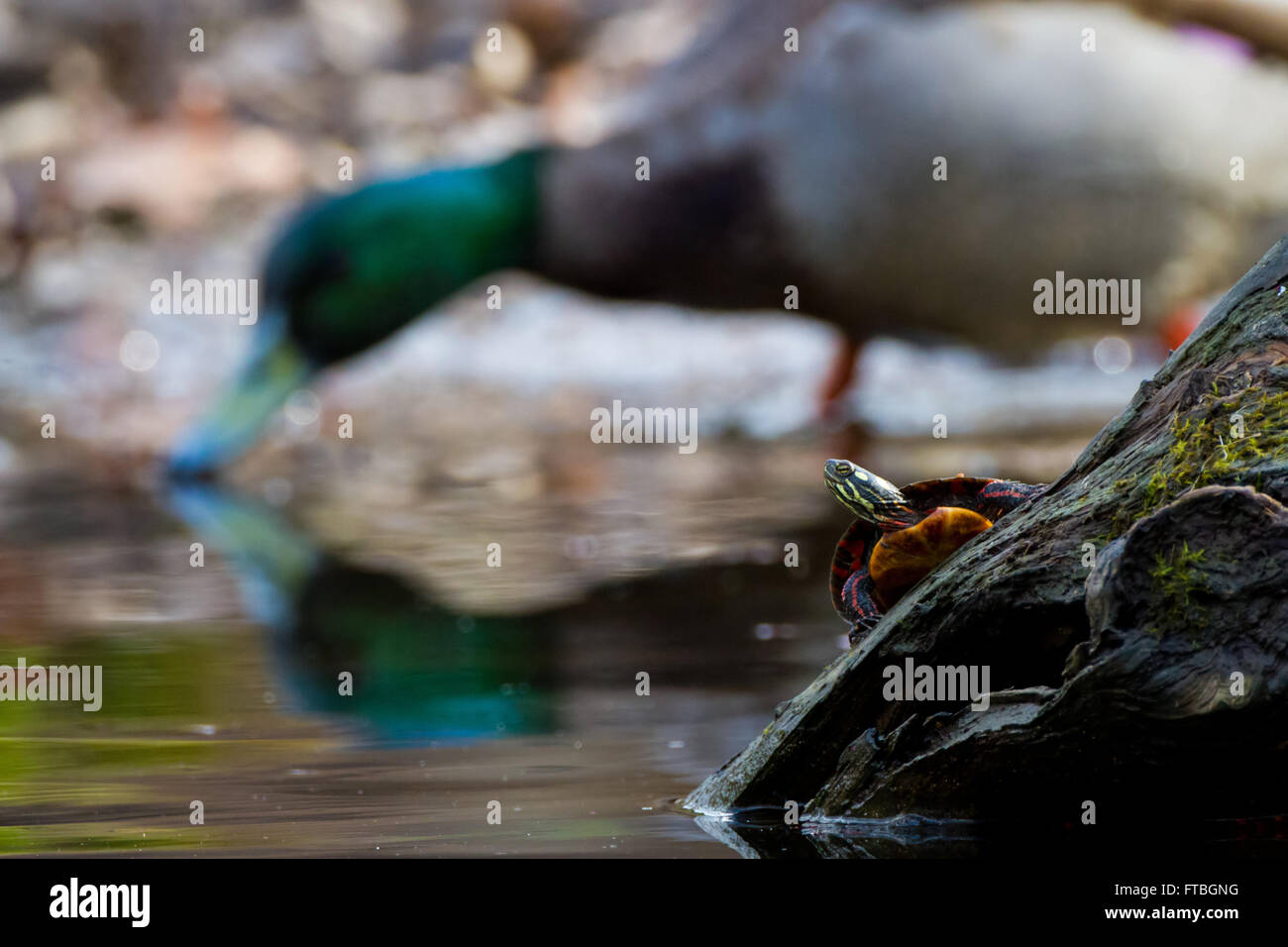 Painted mallard hi-res stock photography and images - Alamy