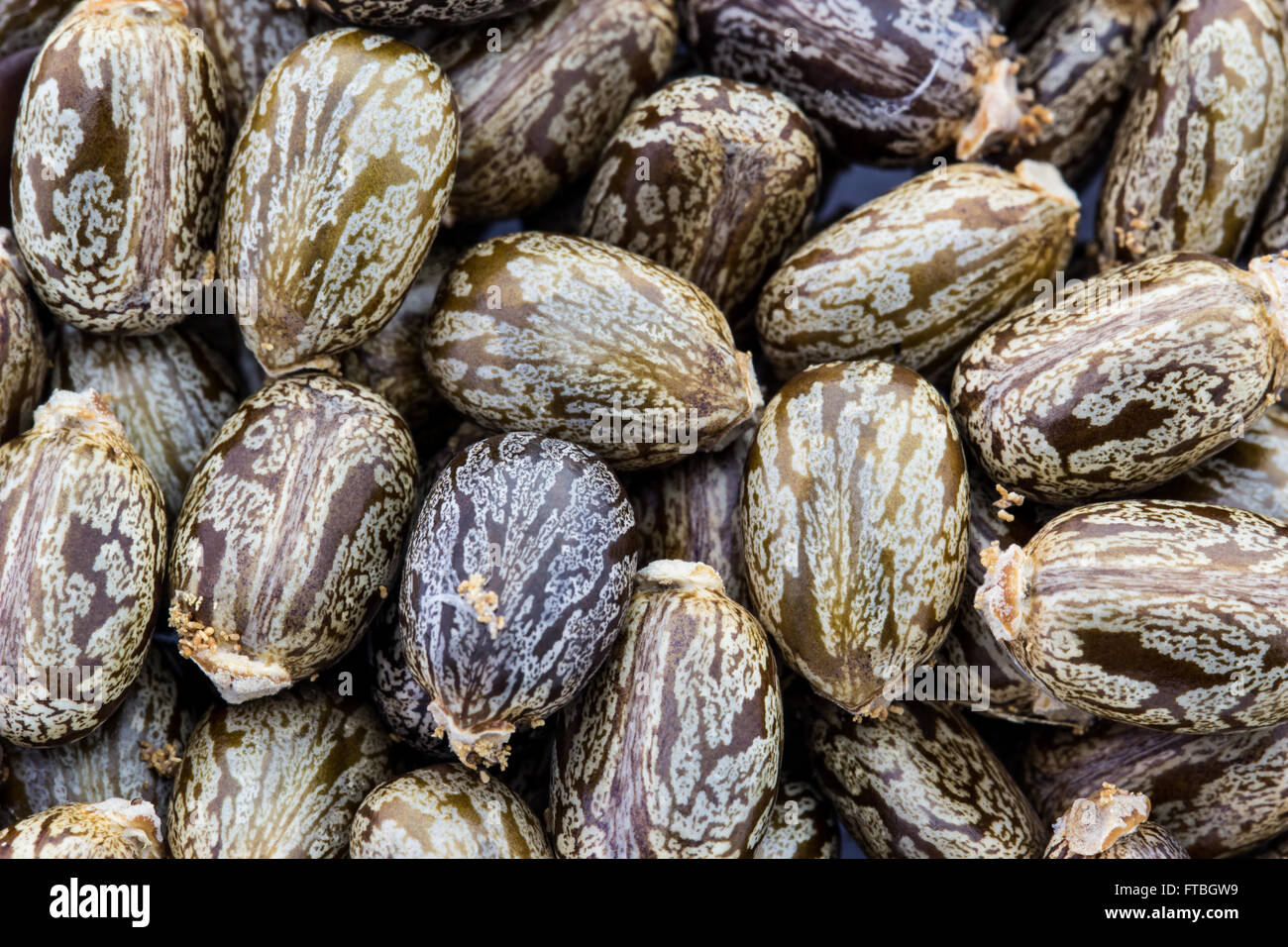 Unique and beautiful plant seeds, closeup nature pattern background ...