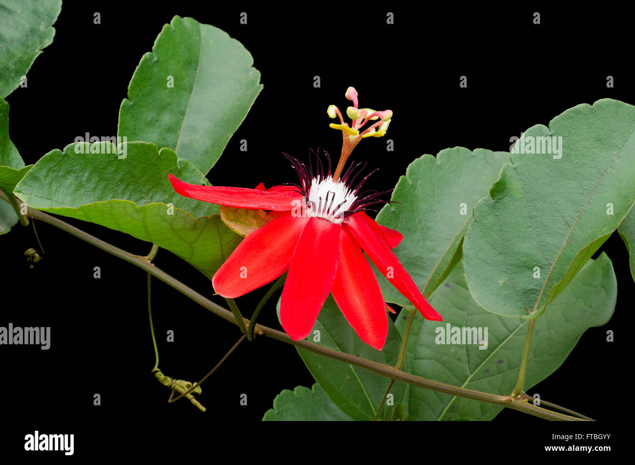 Red Passion Flower (Passiflora miniata) isolated on black background ...