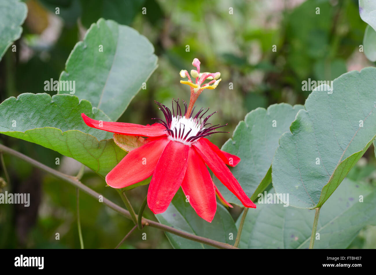 Red Granadilla, Scarlet or Red Passion Flower (Passiflora miniata Stock ...