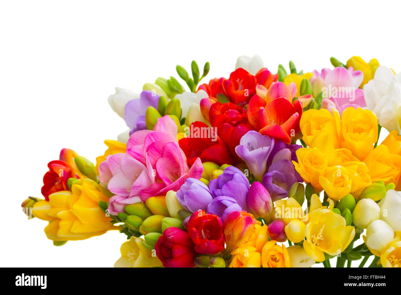 Freesias pot hi-res stock photography and images - Alamy