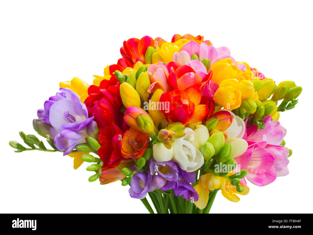 Freesias pot hi-res stock photography and images - Alamy