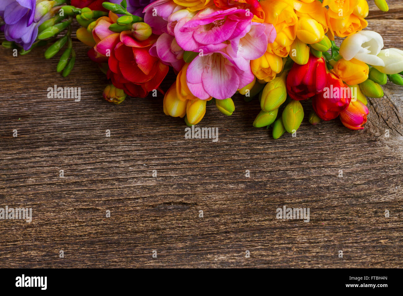 Fresh freesia flowers Stock Photo - Alamy