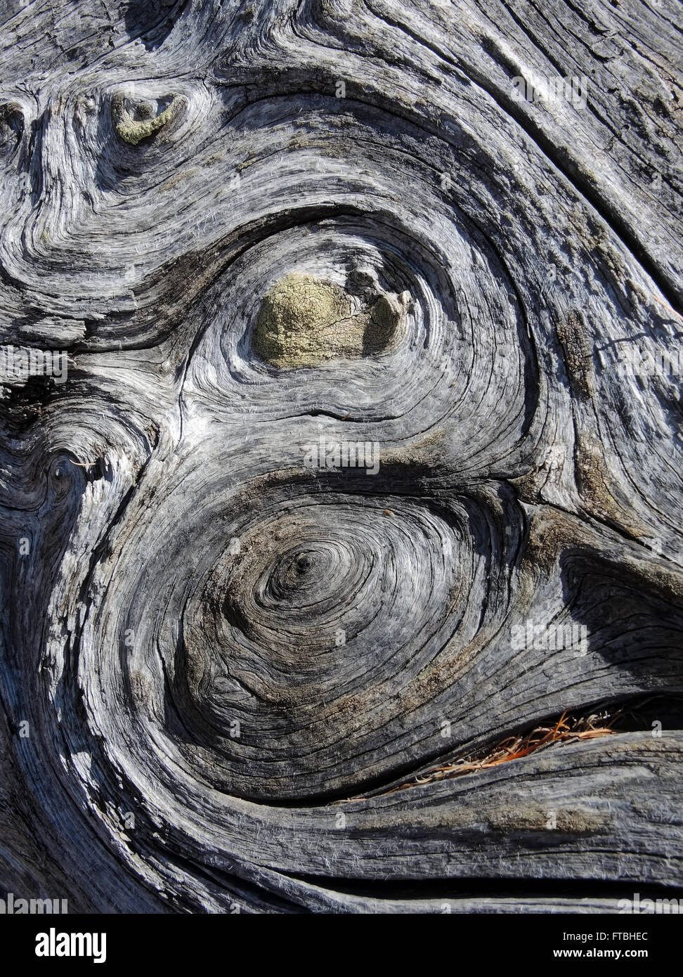 Larch tree wood texture hi-res stock photography and images - Alamy