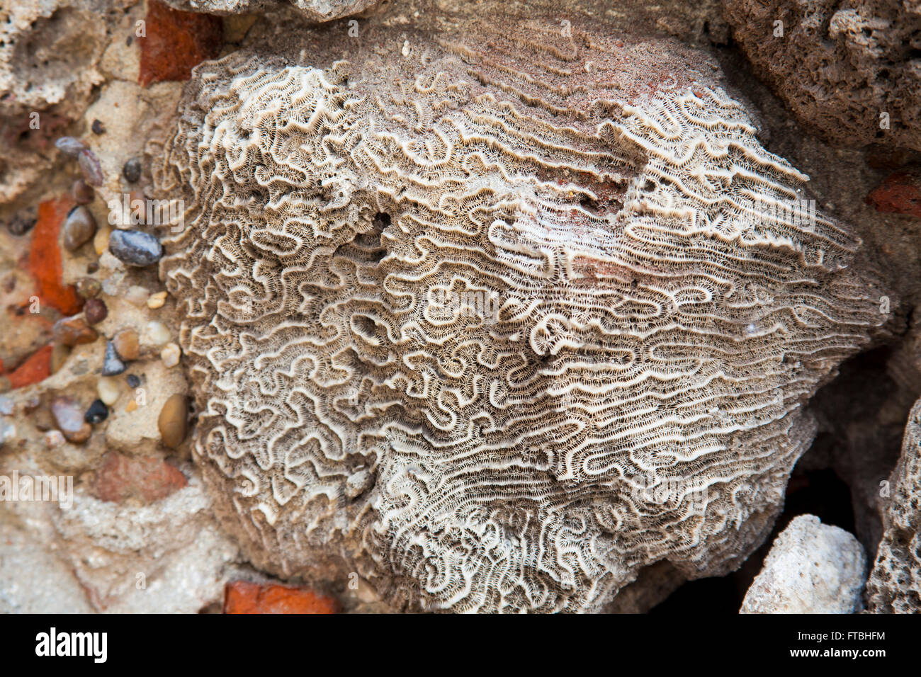 Coral stone architecture hi-res stock photography and images - Alamy