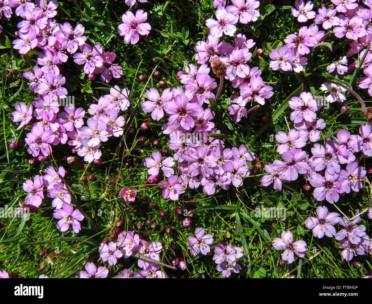 Flowers of Silene acaulis Stock Photo - Alamy