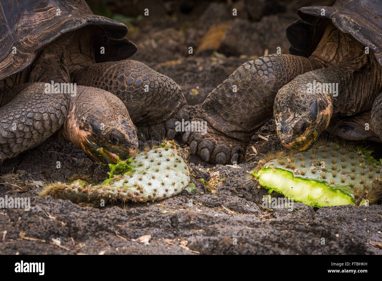 Giant tortoise cactus hi-res stock photography and images - Alamy