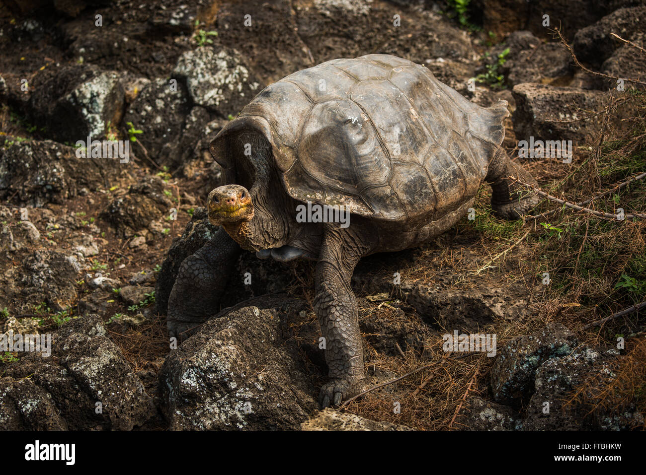Galapagos giant tortoise climbing down rocky slope Stock Photo - Alamy