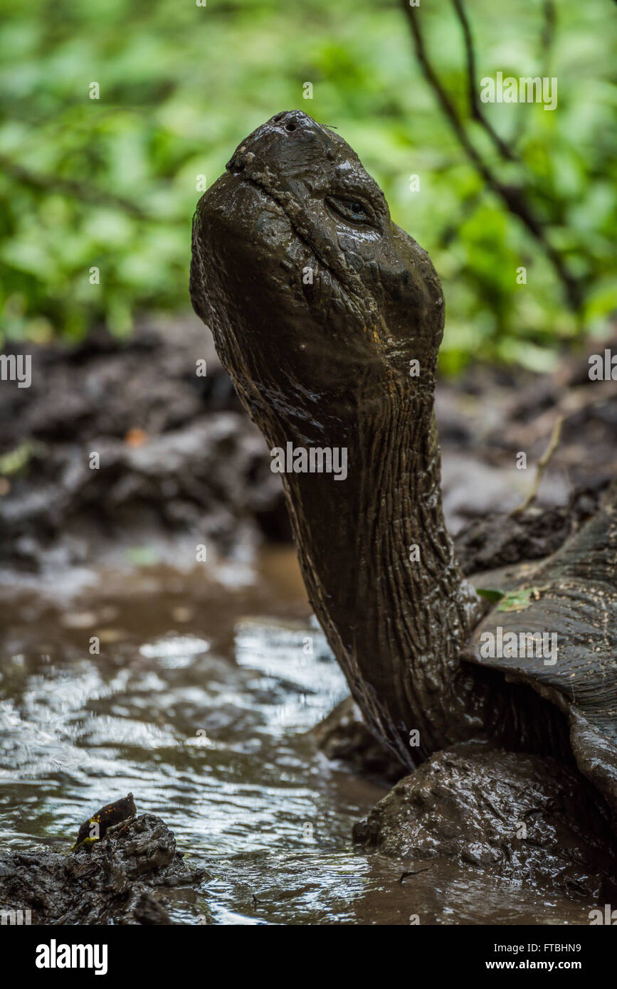 Head of Galapagos giant tortoise in mud Stock Photo - Alamy