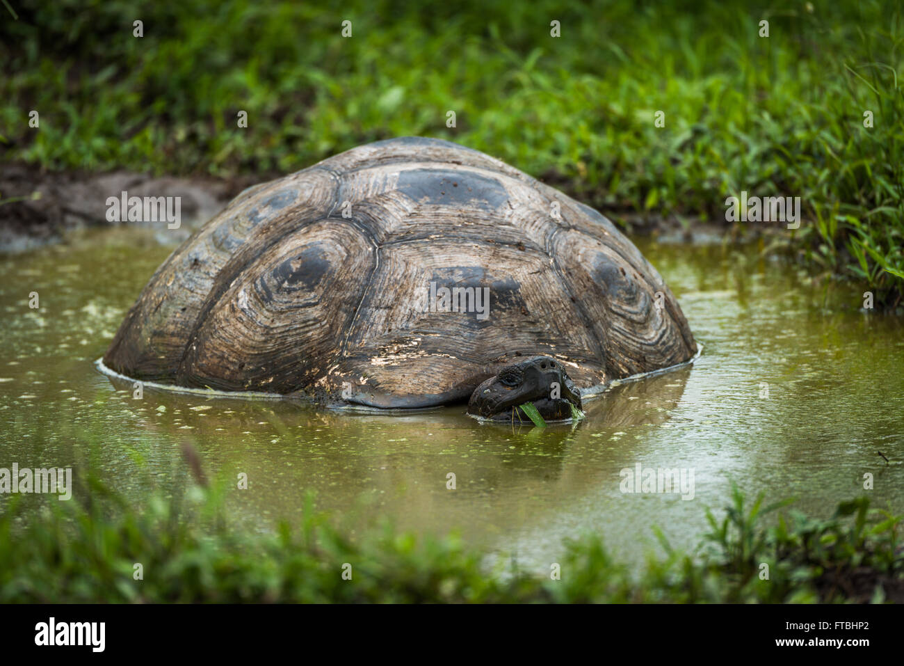 Galapagos giant tortoise wallowing in muddy pool Stock Photo - Alamy