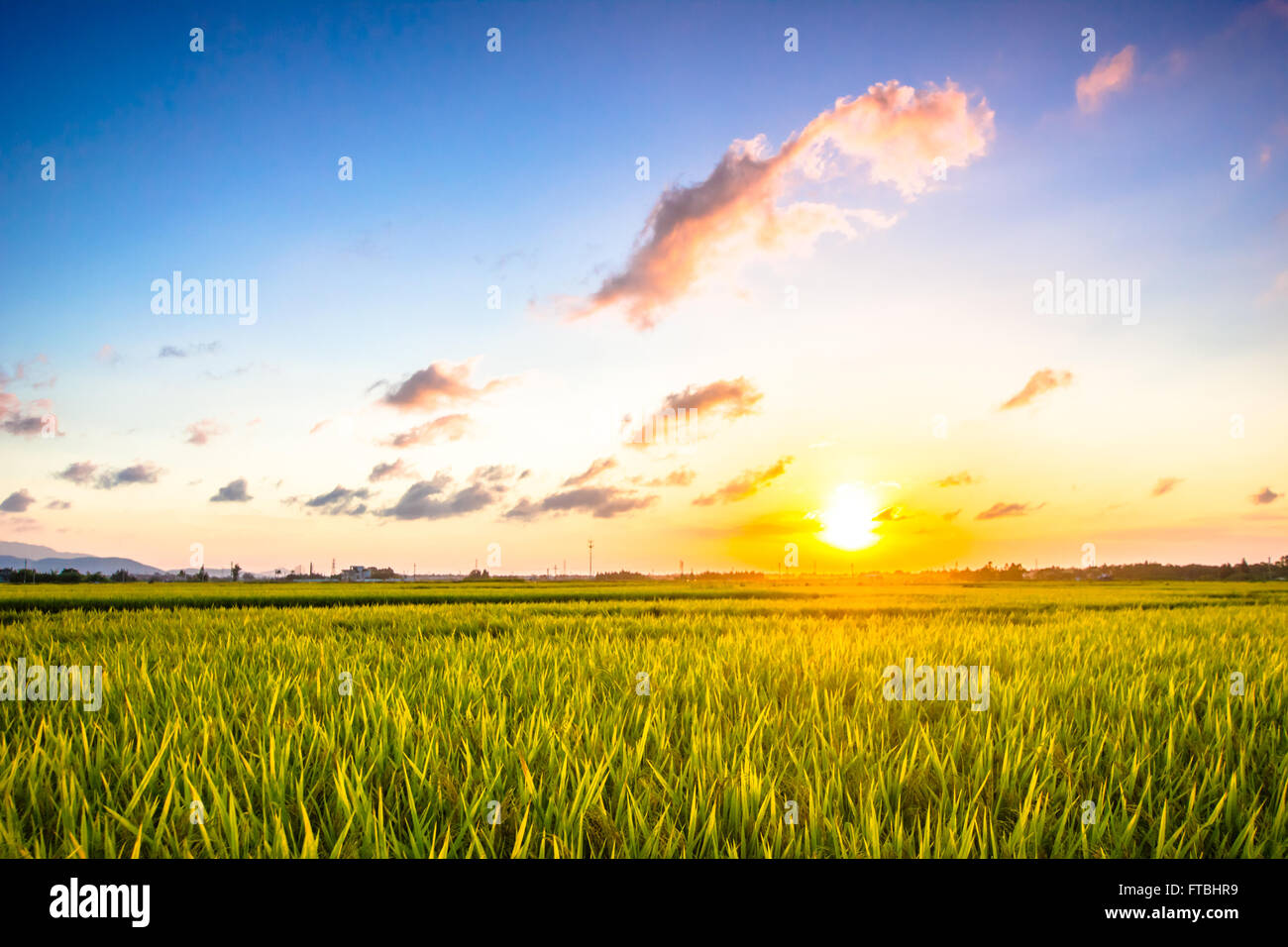 Cultivation of rice plants hi-res stock photography and images - Alamy