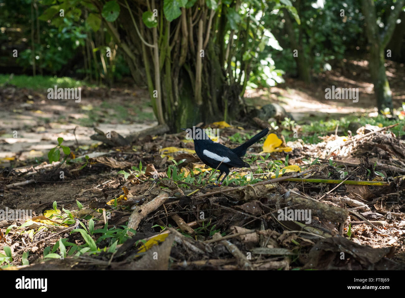 Magpie robin seychelles hi-res stock photography and images - Alamy