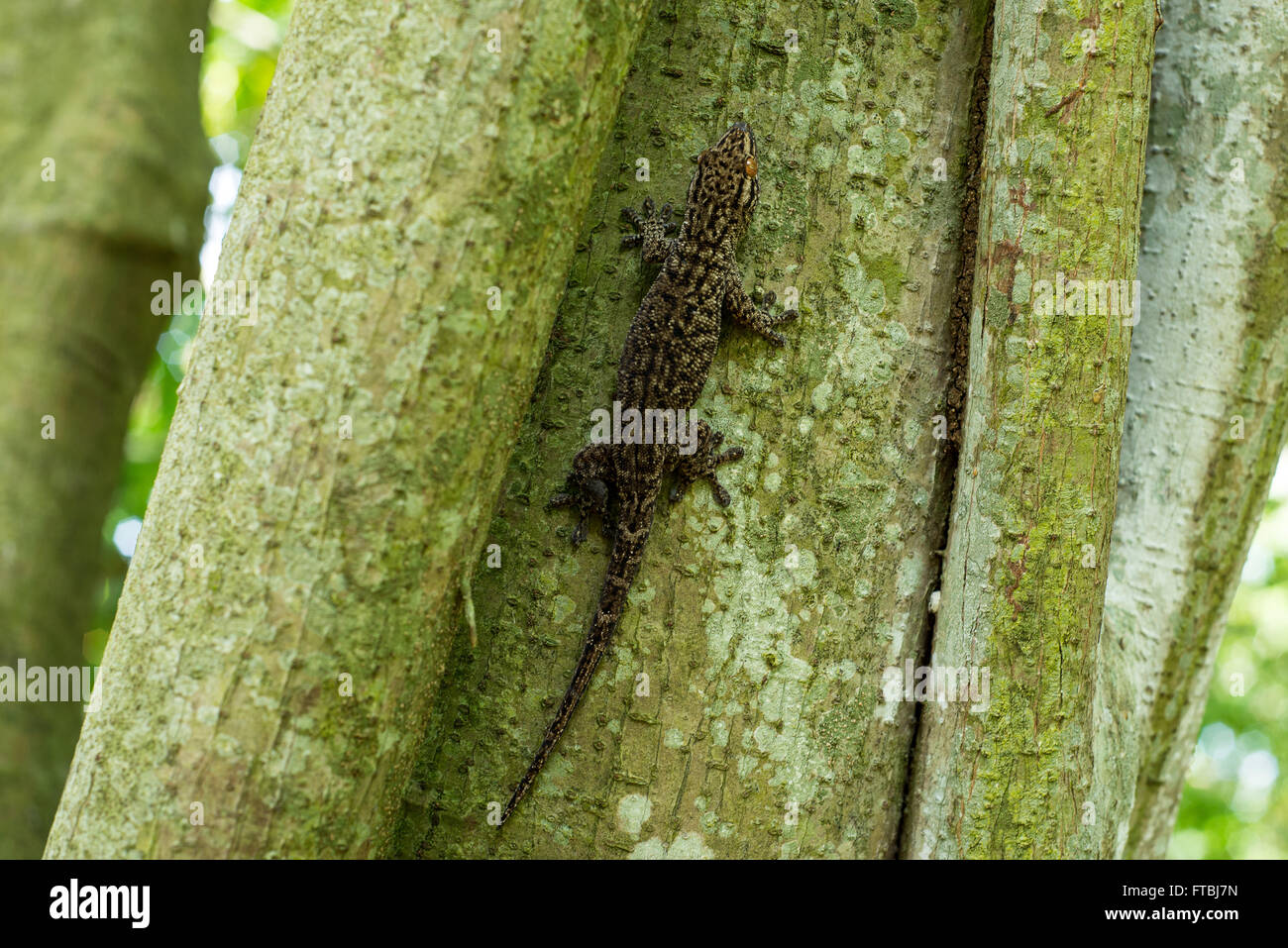 A Seychelles sucker-tailed gecko in the forest of Aride Island ...