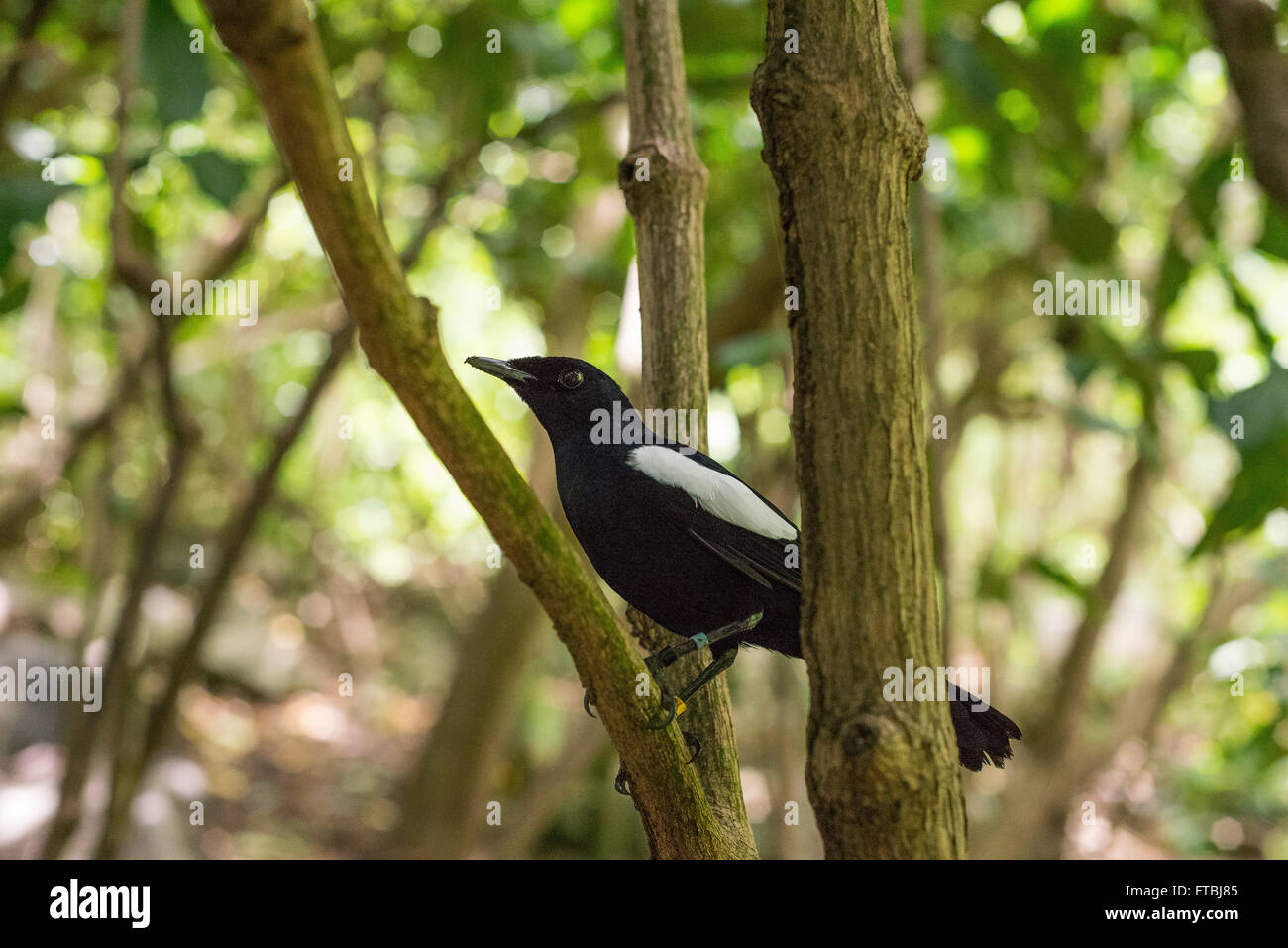 Seychelles magpie-robin Copsychus sechellarum Stock Photo - Alamy