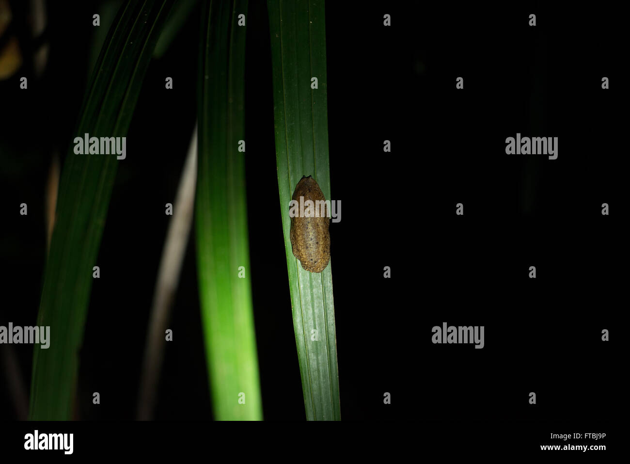 Endemic Seychelles slug Stock Photo - Alamy