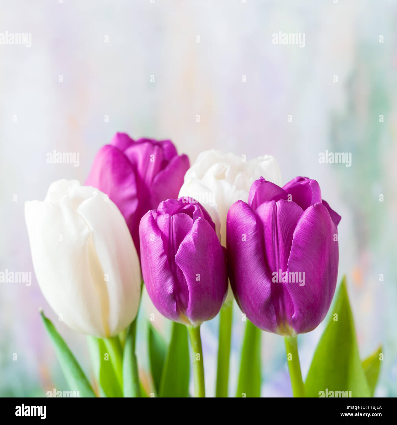 Purple tulip painting hi-res stock photography and images - Alamy