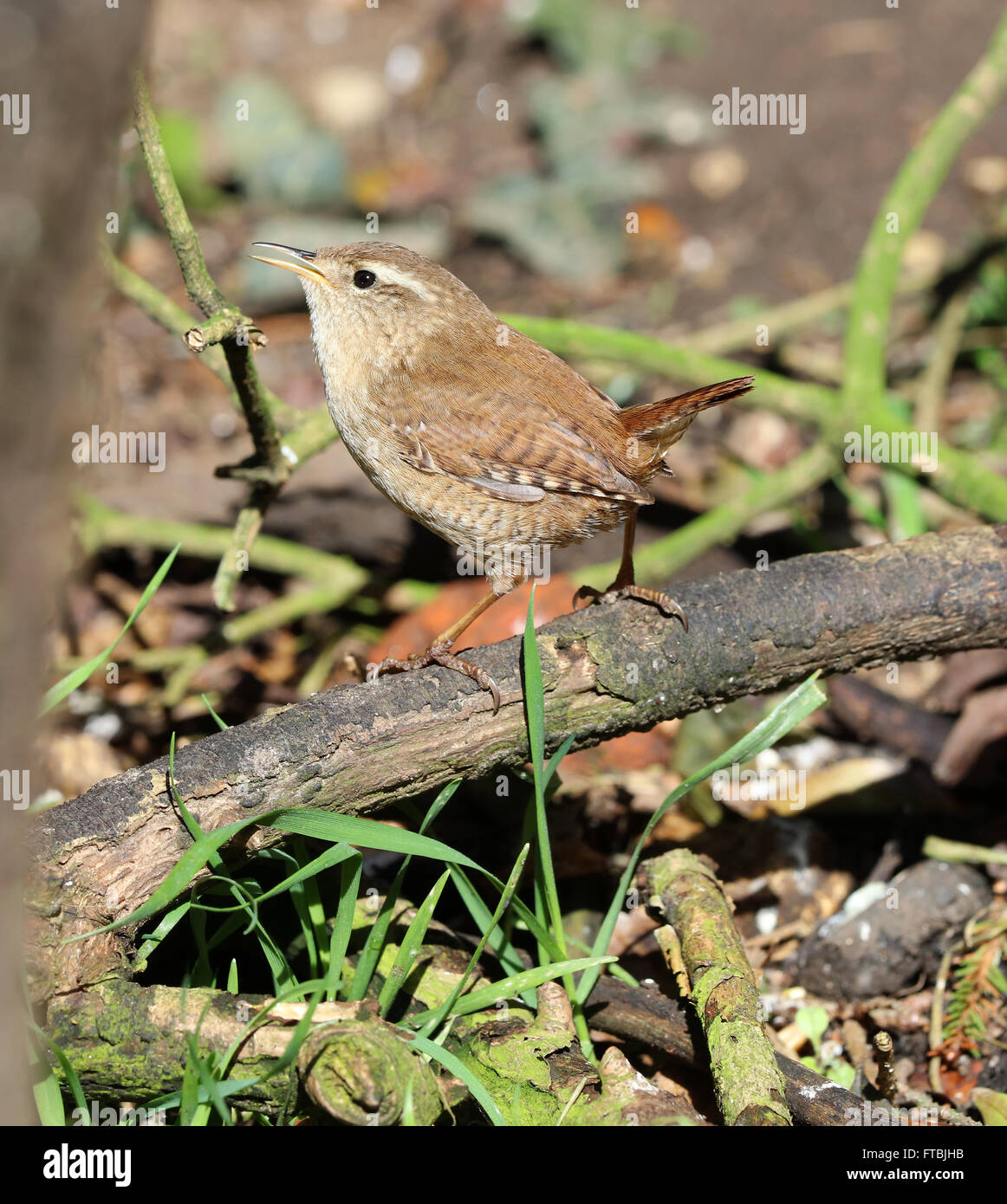 Close up of a Wren on a branch searching for food Stock Photo - Alamy