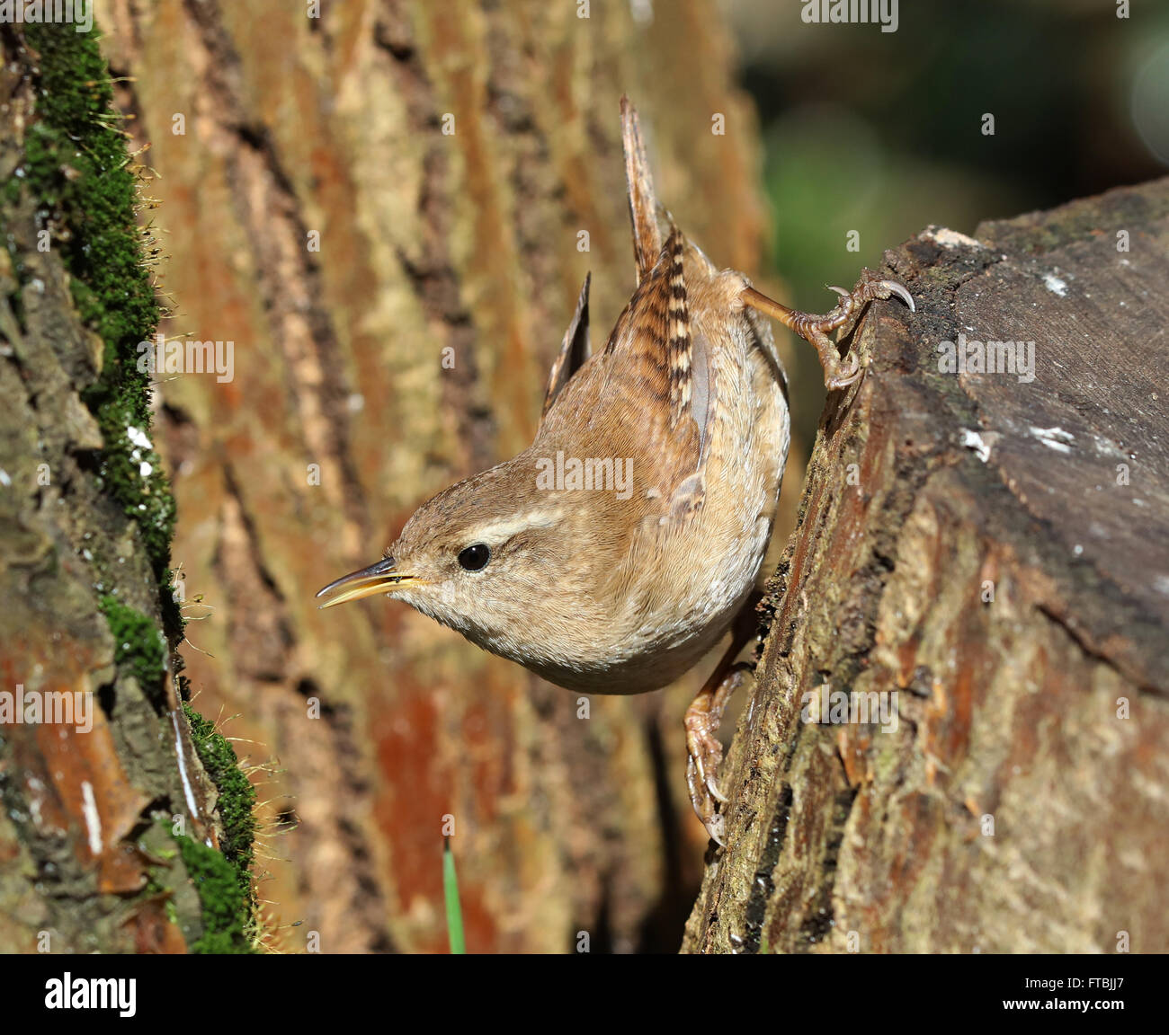 Wren close hi-res stock photography and images - Alamy