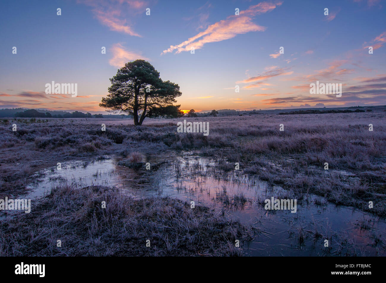 A single pine tree in the New Forest Stock Photo - Alamy