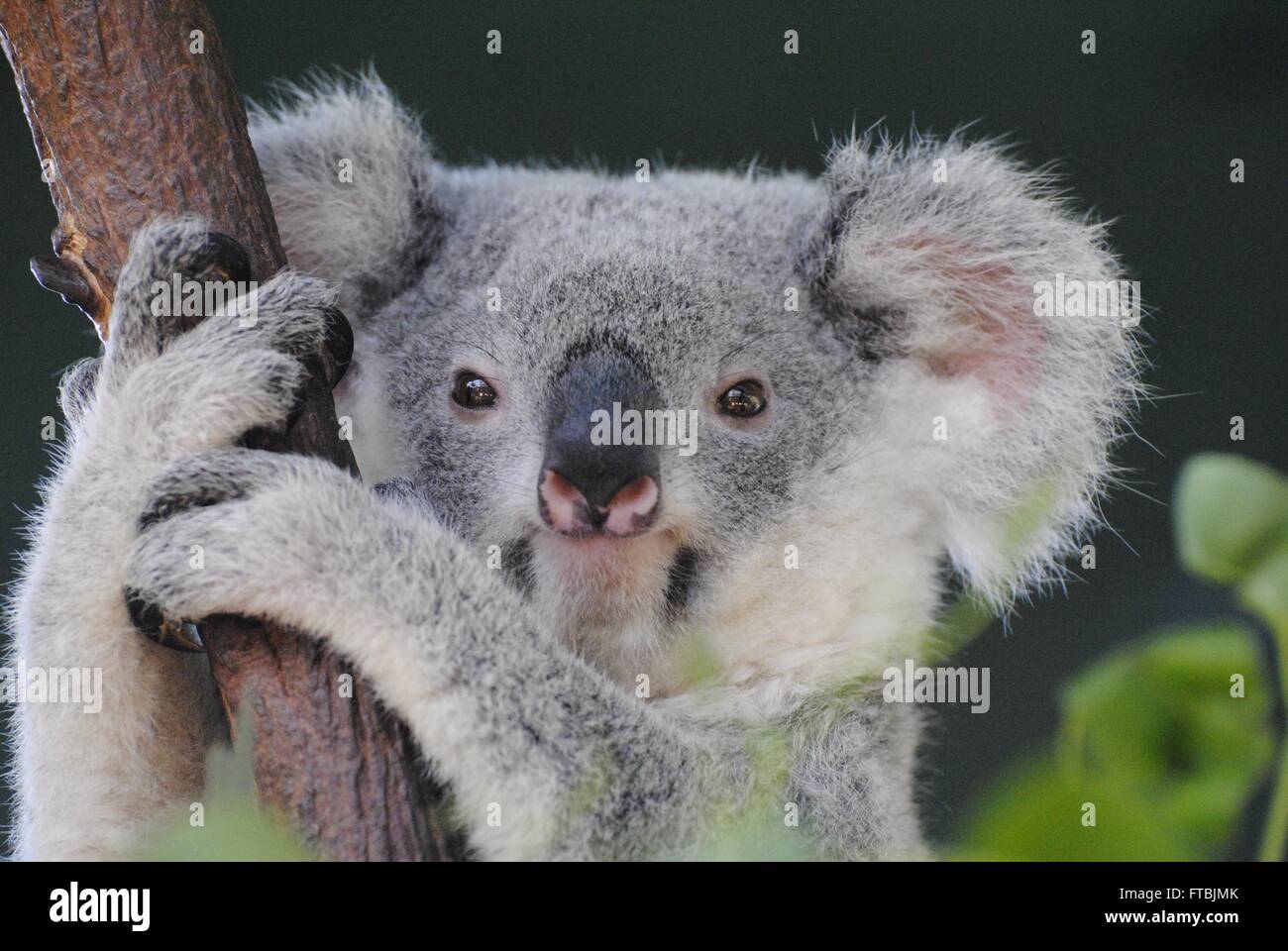 Koala on eucalyptus tree Stock Photo - Alamy
