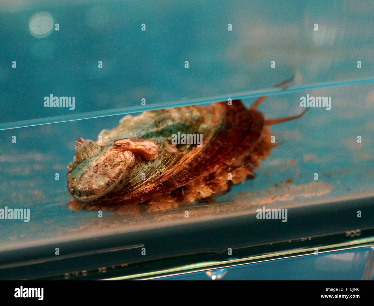 Haliotis hi-res stock photography and images - Alamy