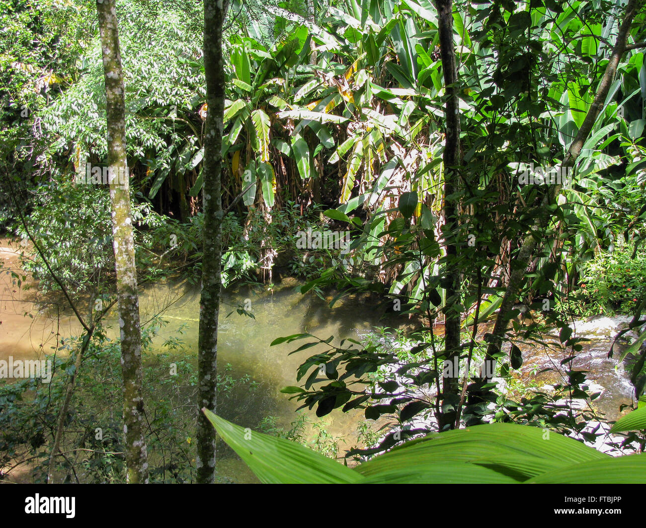 Beautiful tropical rainforest landscape in the middle of South America ...