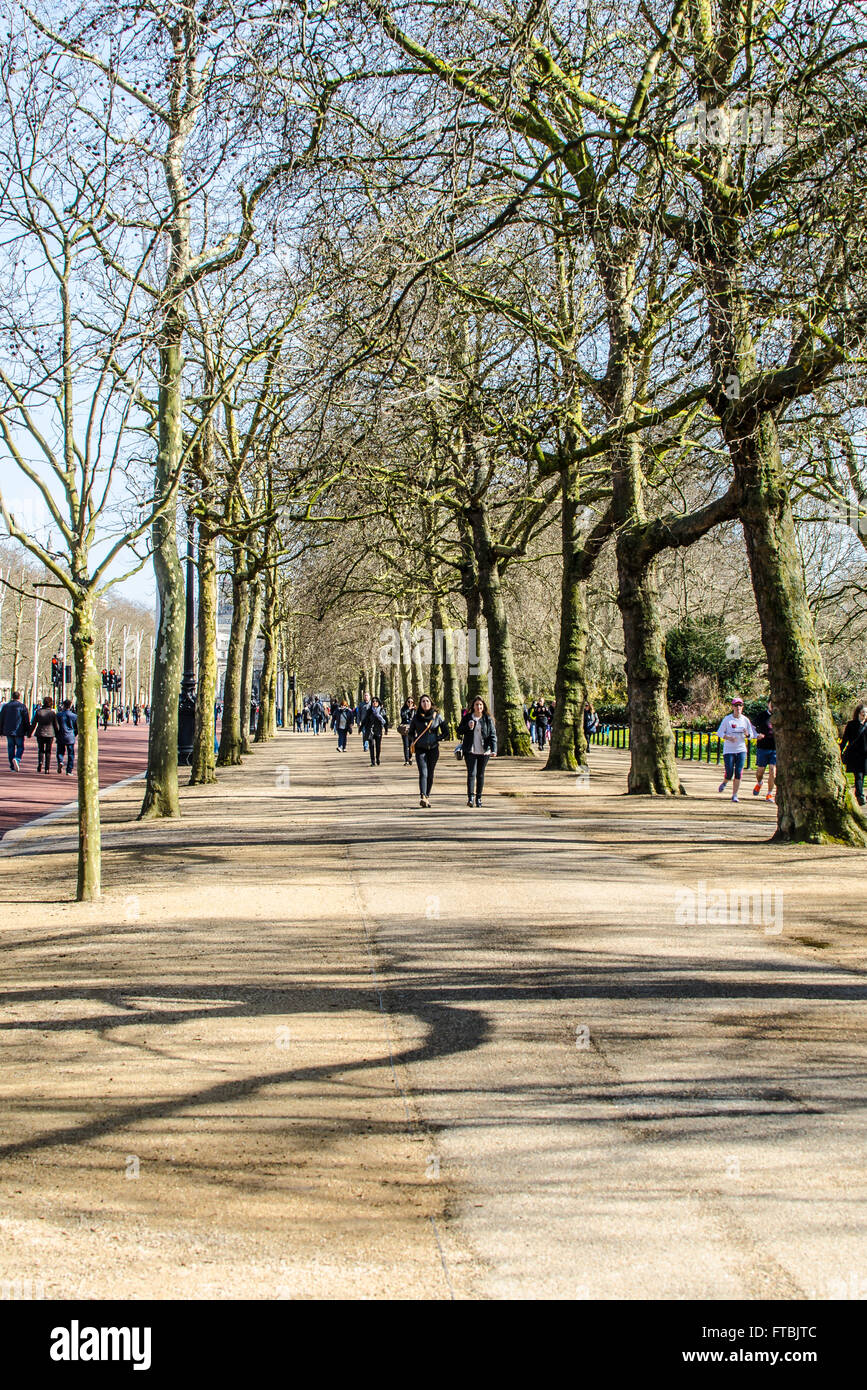 Tree trees lined avenue hi-res stock photography and images - Alamy