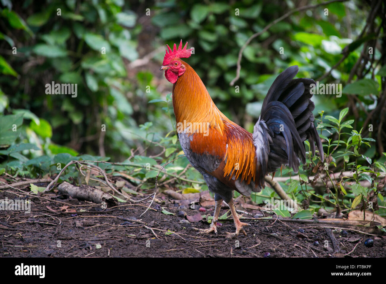 A colorful rooster in Kauai, Hawaii Stock Photo - Alamy