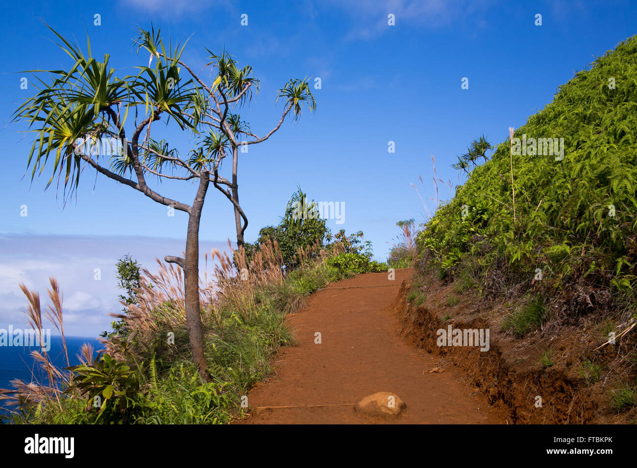 Mud path on the Kalalau Trail in Kauai, Hawaii Stock Photo - Alamy