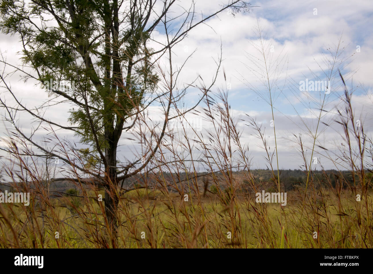 Grass in foreground hi-res stock photography and images - Alamy