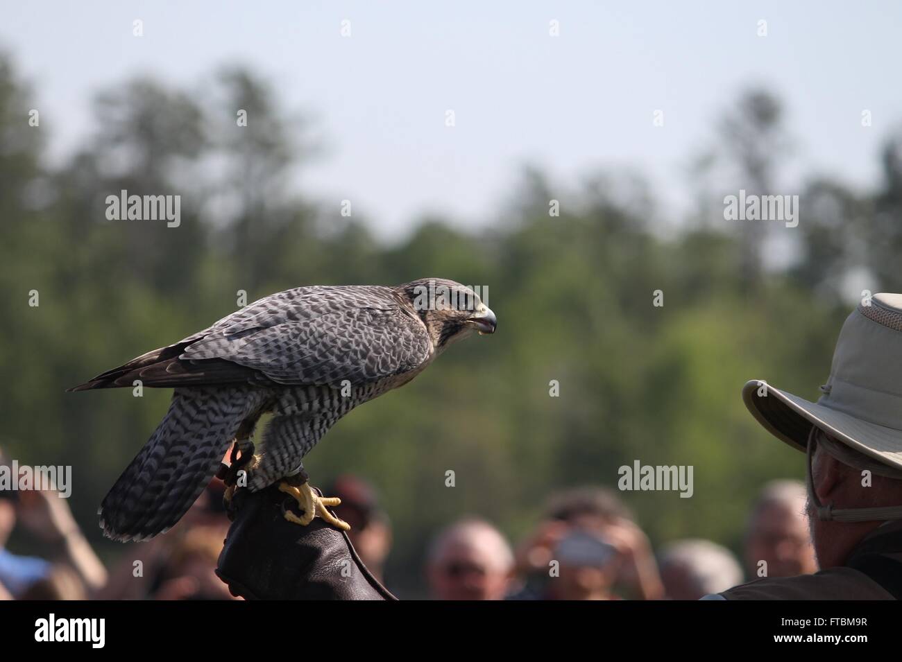 Peregrine Falcon at Lake Livingston State Park for Birds of Prey Stock ...