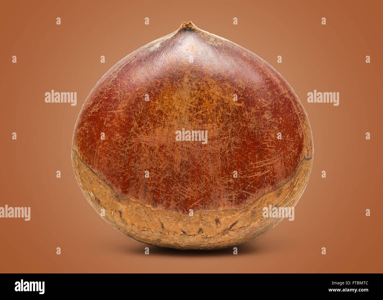 Fresh Chinese Chestnut Isolated on Brown Background in Full Depth of ...