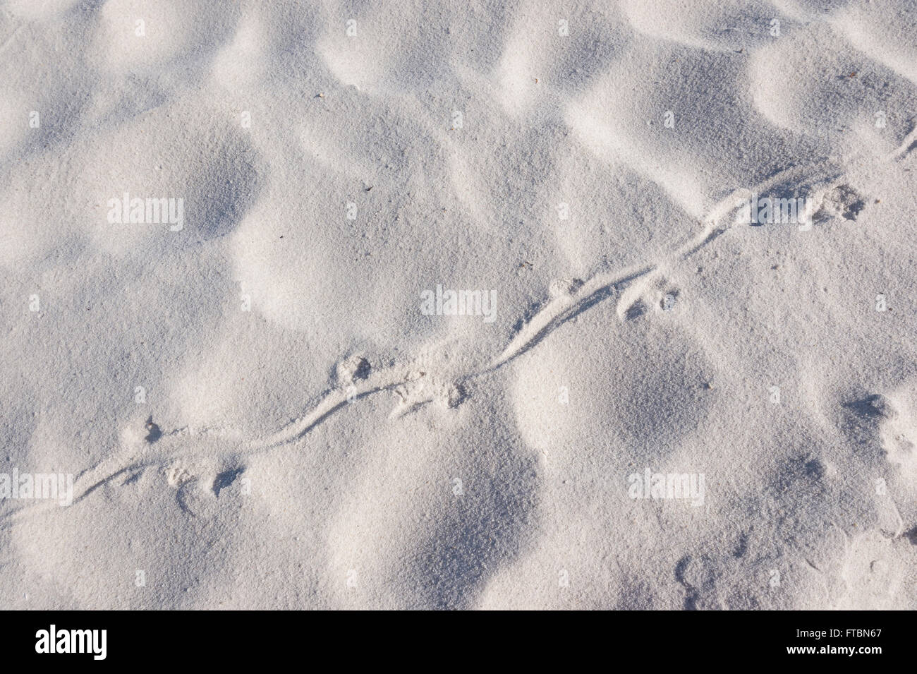 Animal Tracks in the Sand, Tasmania, Australia Stock Photo - Alamy