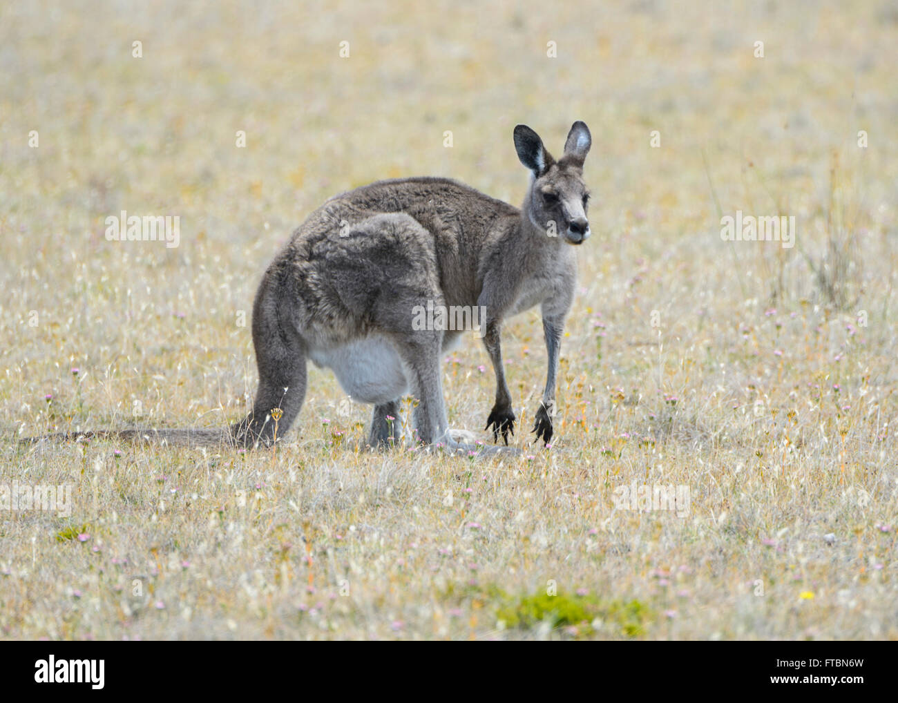 Forester kangaroo hi-res stock photography and images - Alamy