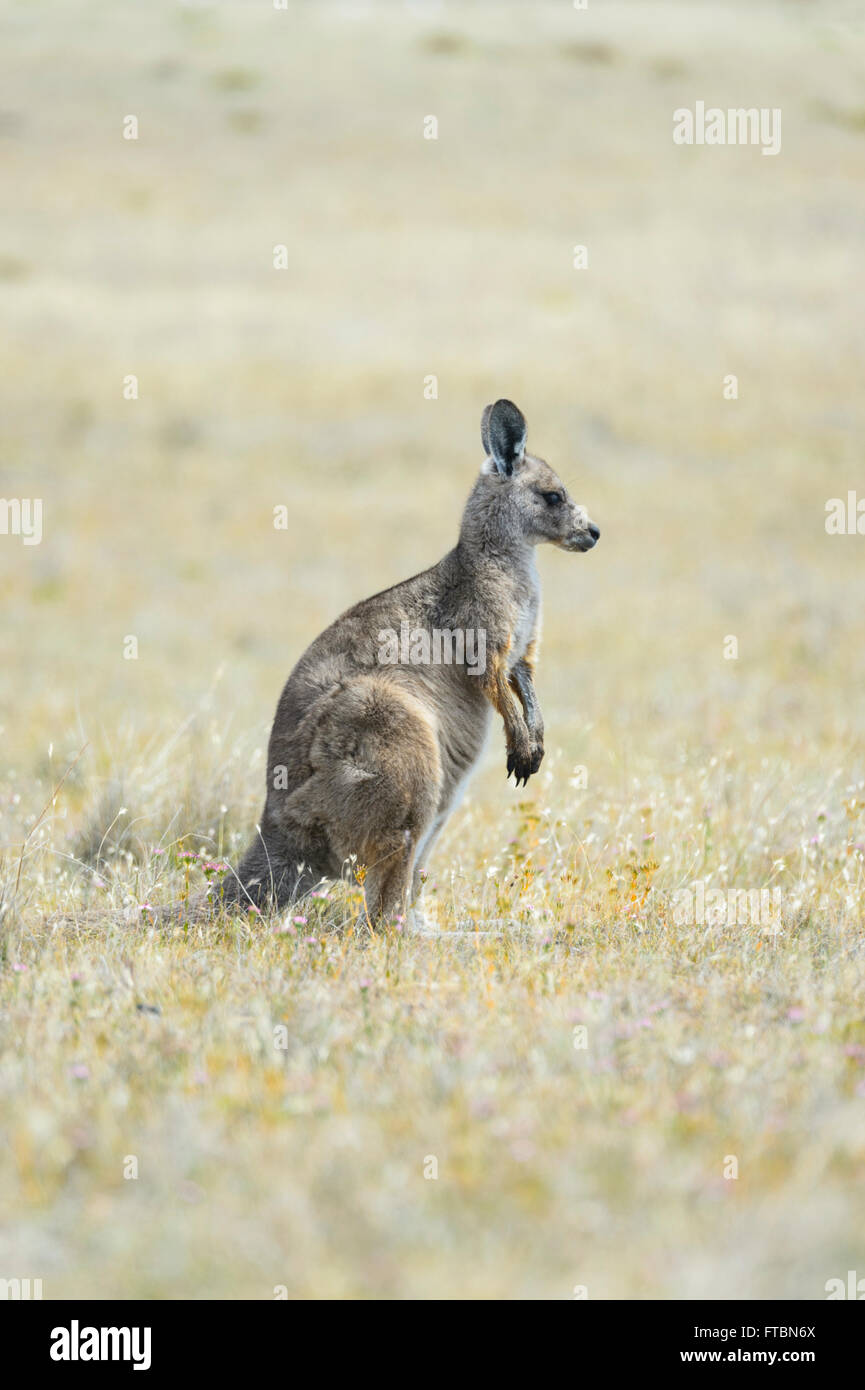 Forester kangaroo or Eastern Grey (Macropus giganteus tasmaniensis ...