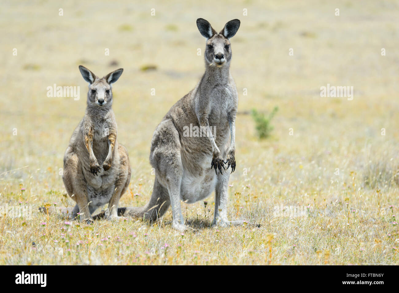 Forester kangaroos or Eastern Grey (Macropus giganteus tasmaniensis ...