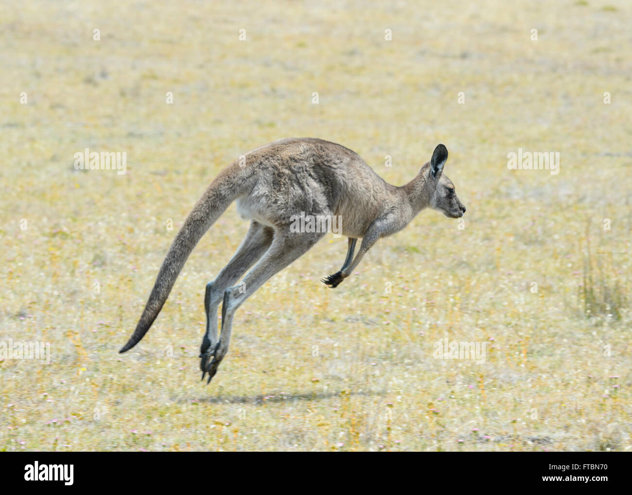 Forester kangaroo or Eastern Grey (Macropus giganteus tasmaniensis ...