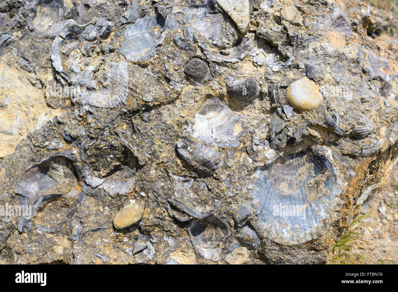 Close-up of fossils, Fossil Cliffs, Maria Island National Park ...